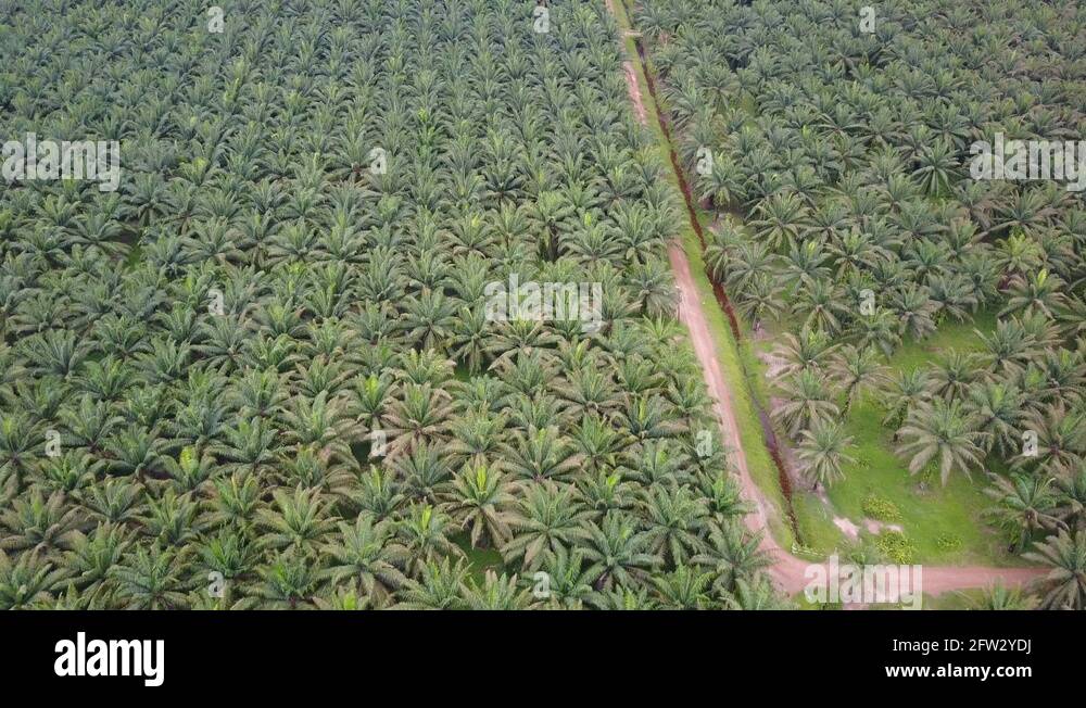 Footage of palm oil Stock Videos & Footage - HD and 4K Video Clips - Alamy