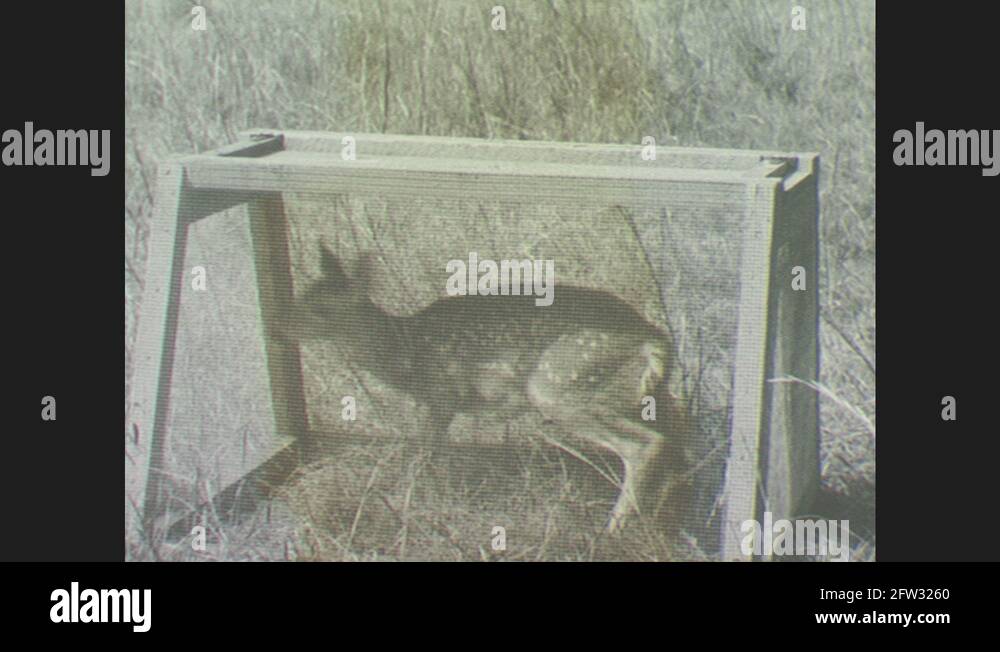 Fawn in cage Stock Videos & Footage - HD and 4K Video Clips - Alamy