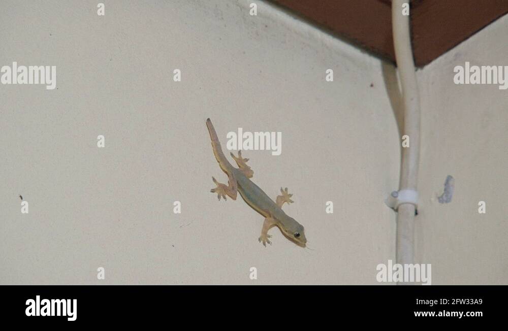 Gecko Stock Videos & Footage - HD and 4K Video Clips - Alamy