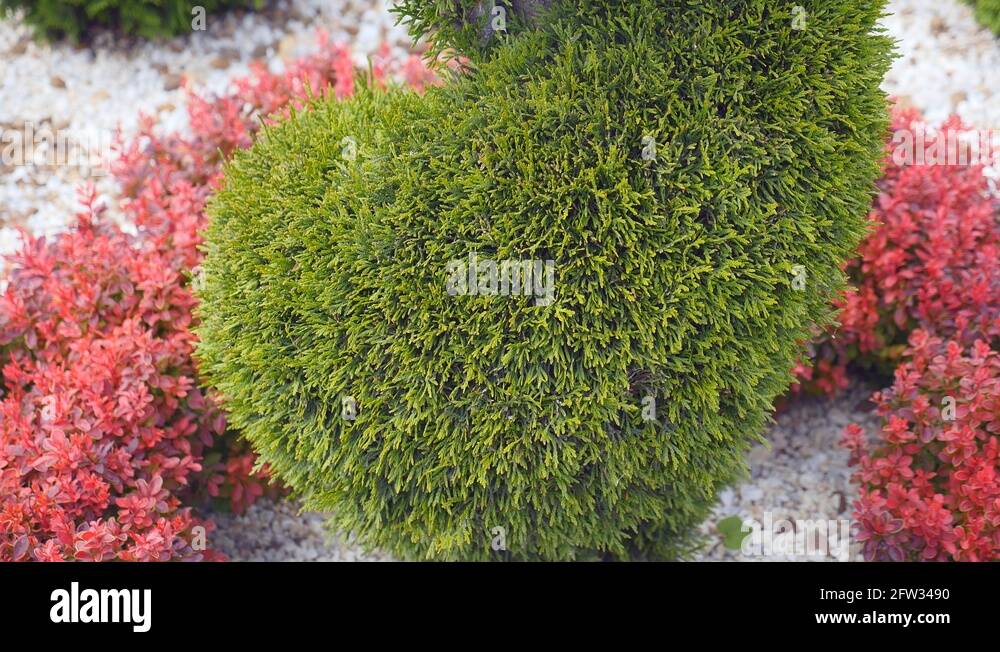 Tuya tuya Stock Videos & Footage - HD and 4K Video Clips - Alamy