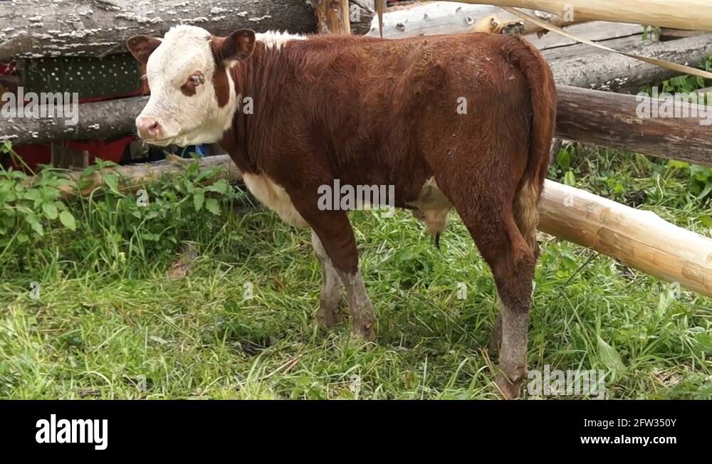 Young calf, russian cow, Calf in a cowshed Stock Video Footage - Alamy