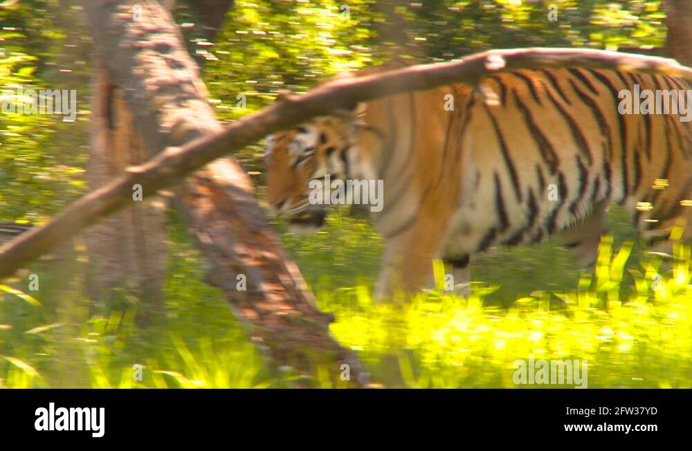 Tiger marking territory Stock Videos & Footage - HD and 4K Video Clips ...