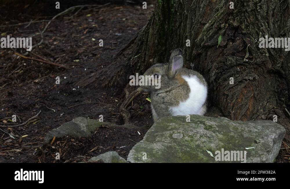 Pest predators Stock Videos & Footage - HD and 4K Video Clips - Alamy