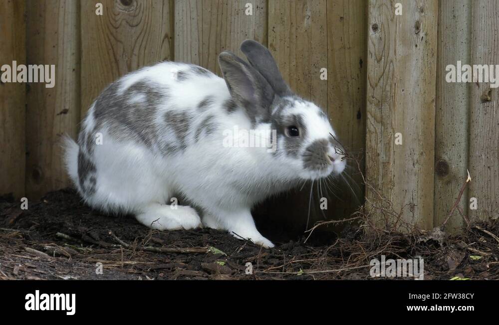 Rabbit burrow fence Stock Videos & Footage - HD and 4K Video Clips - Alamy