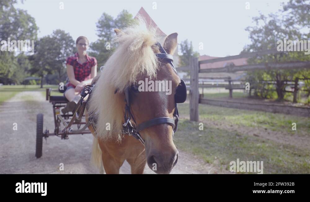 Pony cart Stock Videos & Footage - HD and 4K Video Clips - Alamy