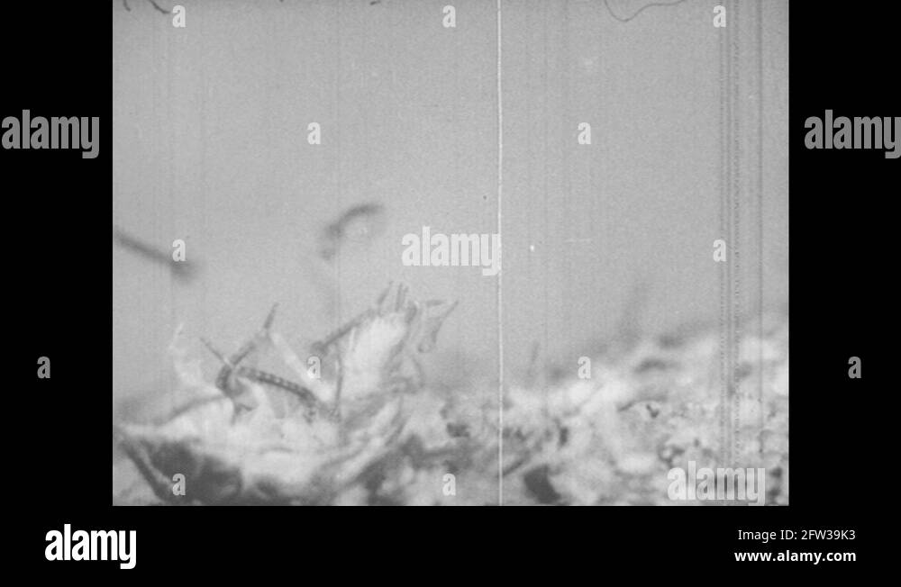 1950s: Larvae move. Male scientist looks through microscope. Cell Stock ...