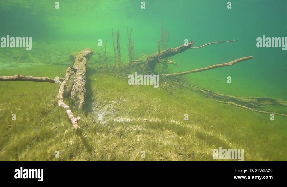 Underwater tree with sun rays at the bottom of a lake in slow motion ...