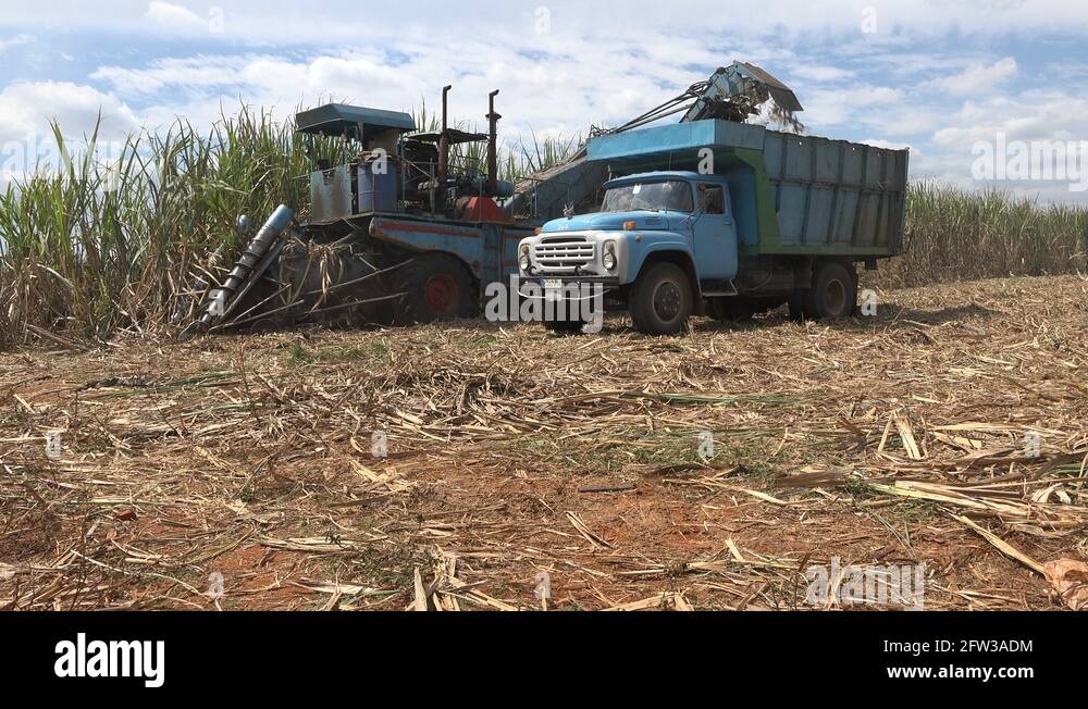 Cuba agriculture industry economy, sugarcane harvesting production ...