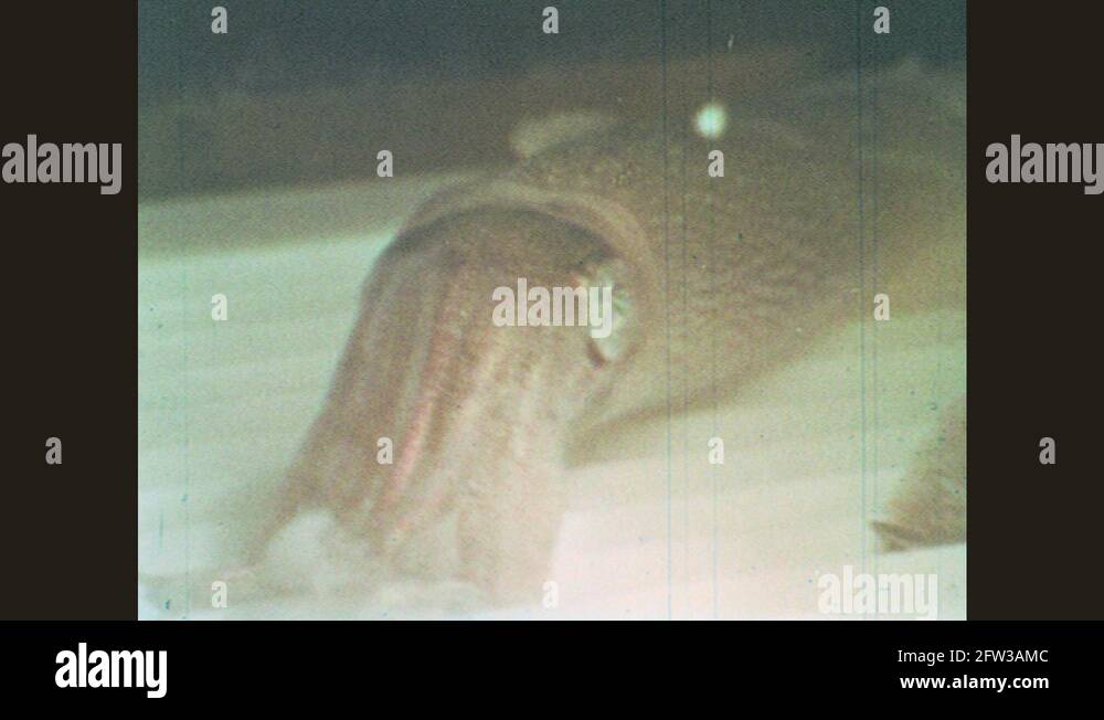 Squid tank Stock Videos & Footage - HD and 4K Video Clips - Alamy