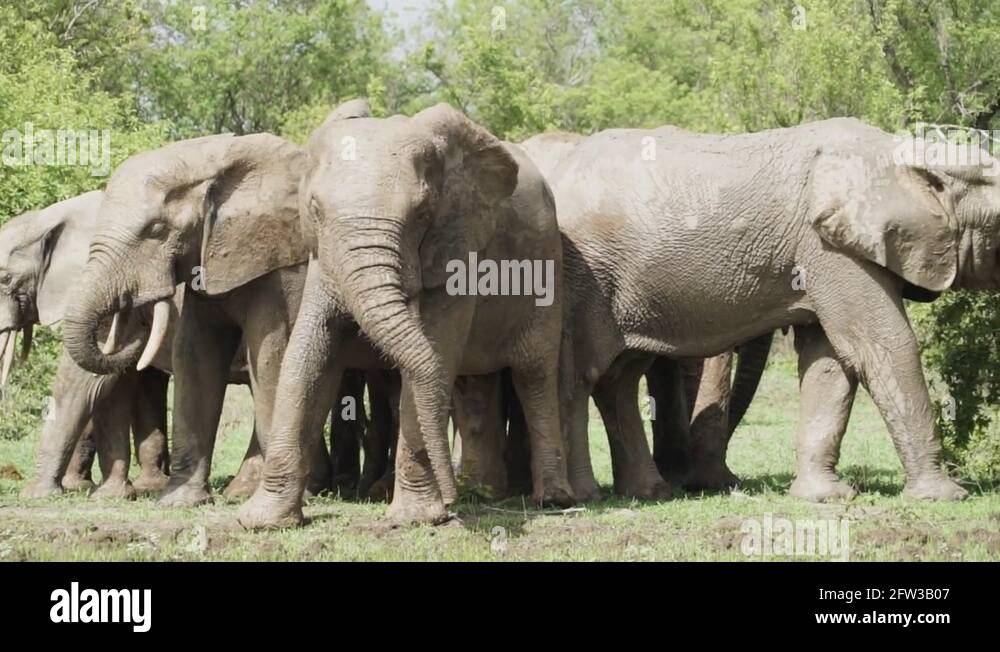 Battle of elephants Stock Videos & Footage - HD and 4K Video Clips - Alamy