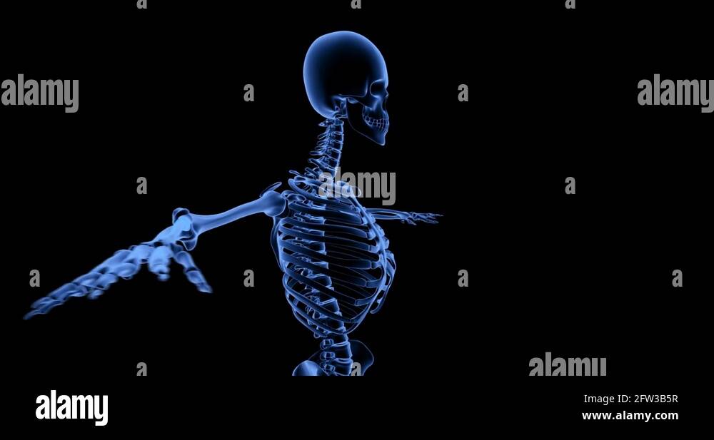 Back view of a skeleton Stock Videos & Footage - HD and 4K Video Clips ...