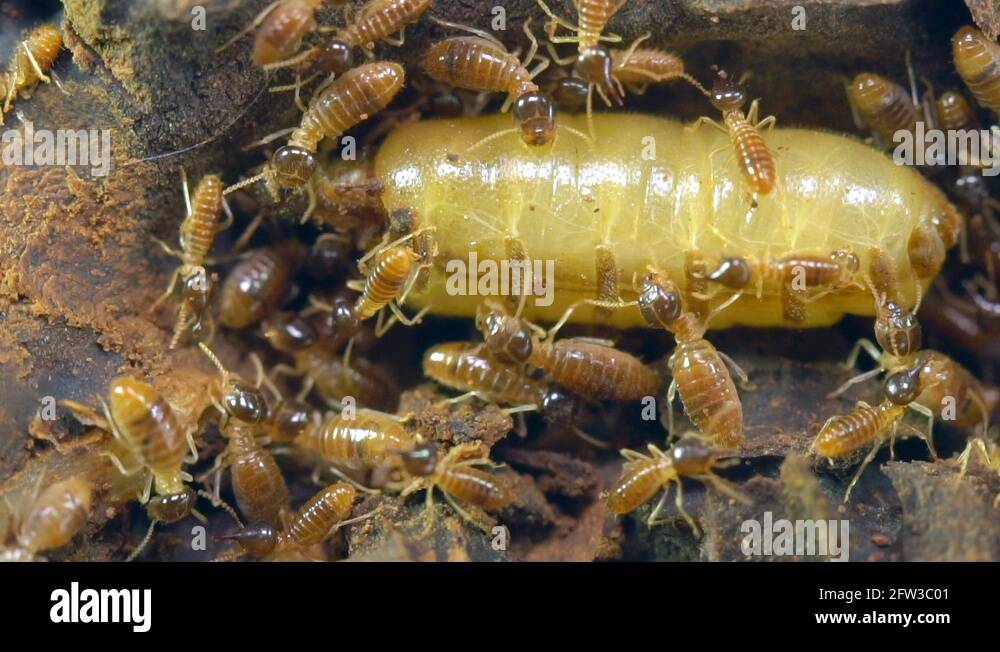 Queen termite in a chamber deep within the nest in slow motion Stock ...