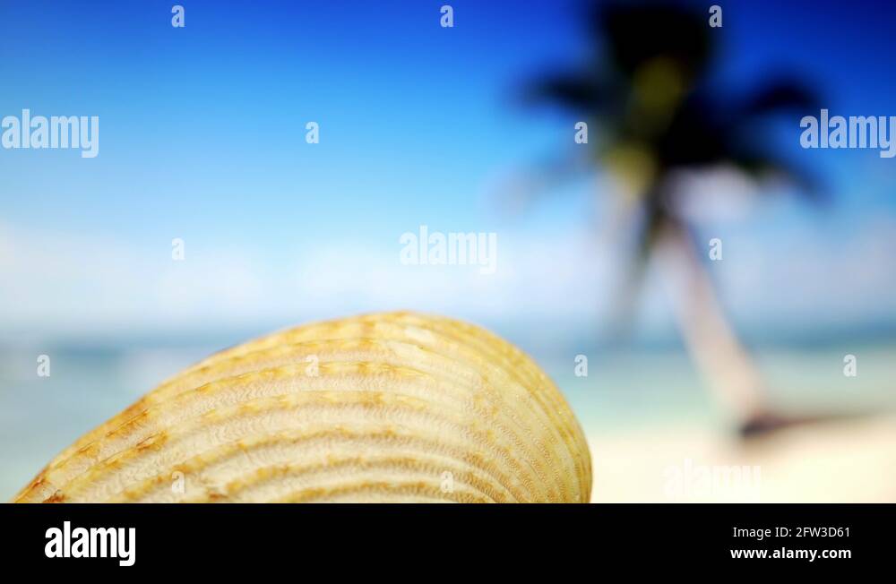 Seashell conch mollusk tropical Stock Videos & Footage - HD and 4K ...