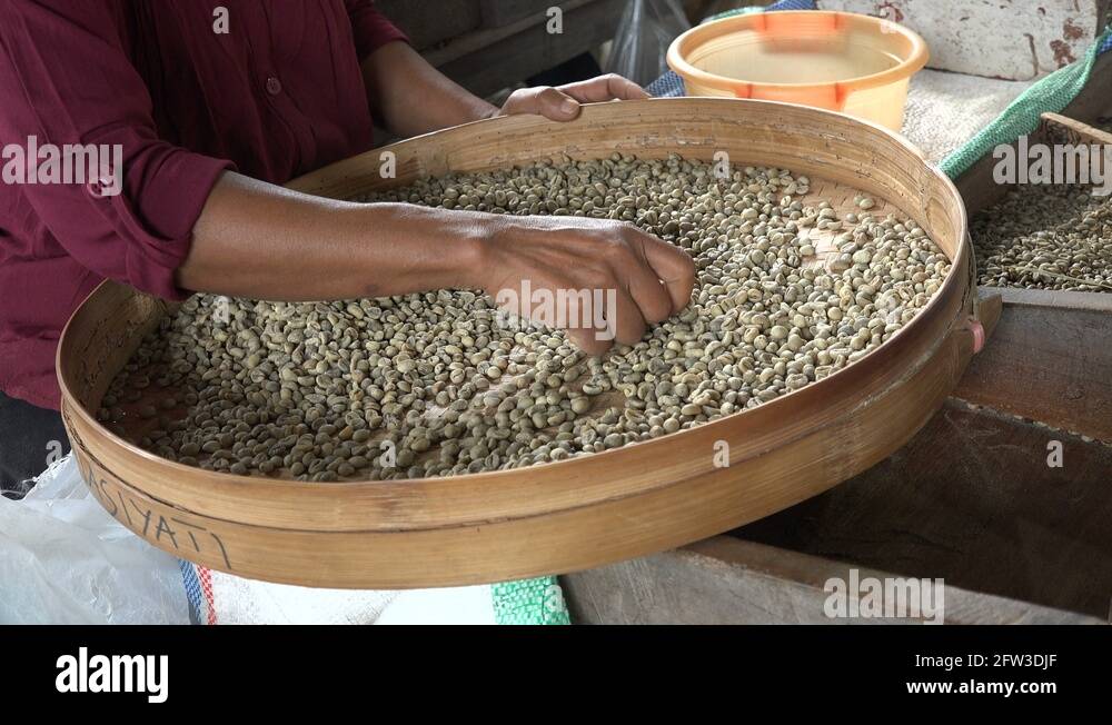 Quality control and selection coffee plantation factory Indonesia Asia ...