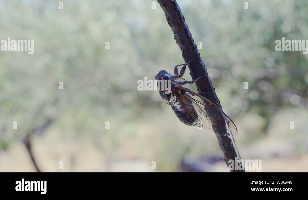 Rusty hopper Stock Videos & Footage - HD and 4K Video Clips - Alamy