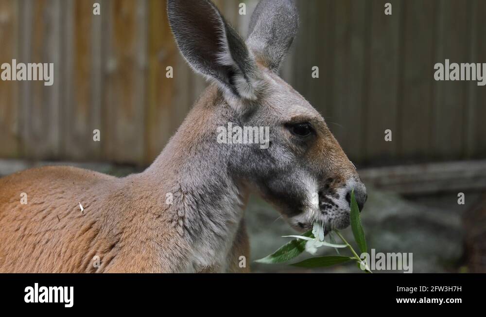 Chewing on leaves Stock Videos & Footage - HD and 4K Video Clips - Alamy