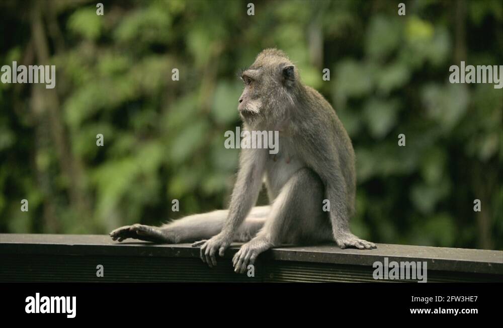 Monkey foot Stock Videos & Footage - HD and 4K Video Clips - Alamy
