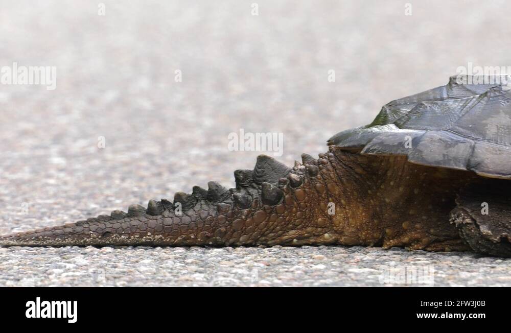 Head of snapping turtle Stock Videos & Footage - HD and 4K Video Clips ...