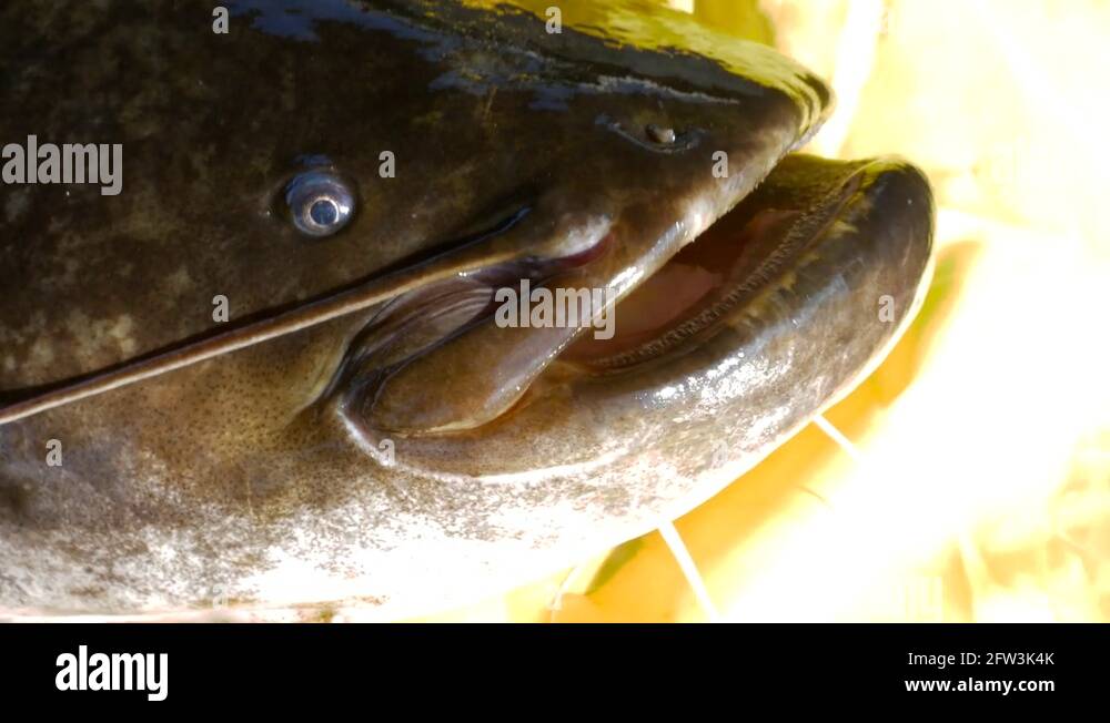 European catfish Stock Videos & Footage - HD and 4K Video Clips - Alamy
