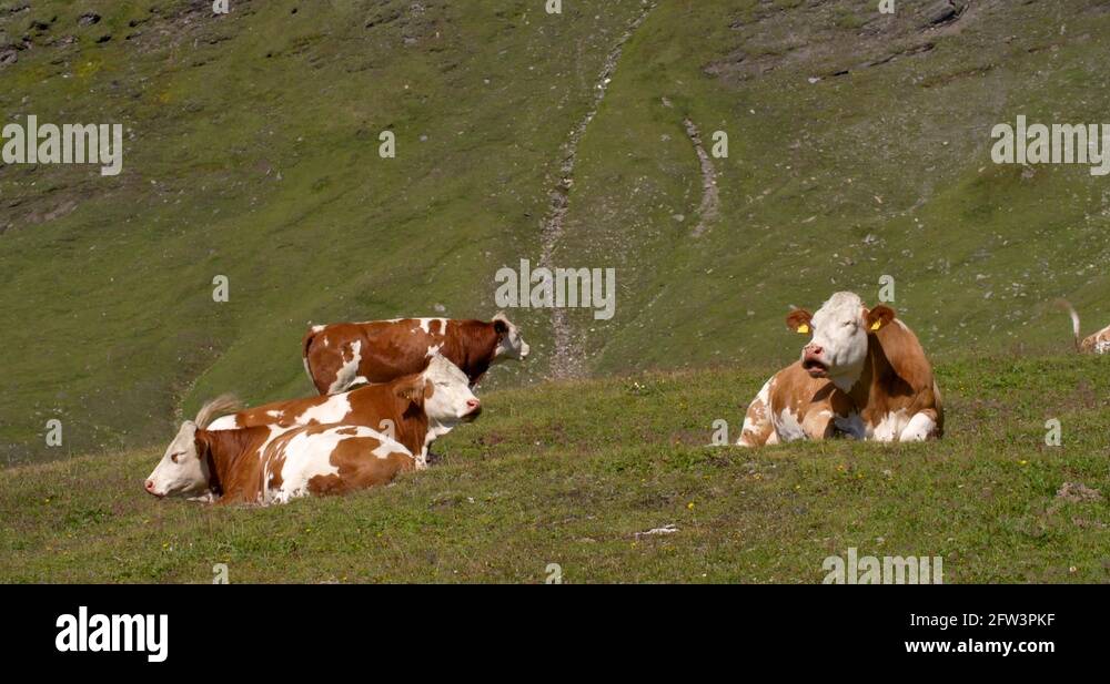 Ruminating cows Stock Videos & Footage - HD and 4K Video Clips - Alamy