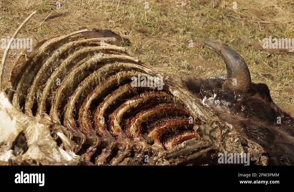 Cattle skeleton Stock Videos & Footage - HD and 4K Video Clips - Alamy