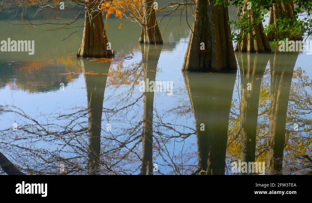 Bald cypress tree Stock Videos & Footage - HD and 4K Video Clips - Alamy