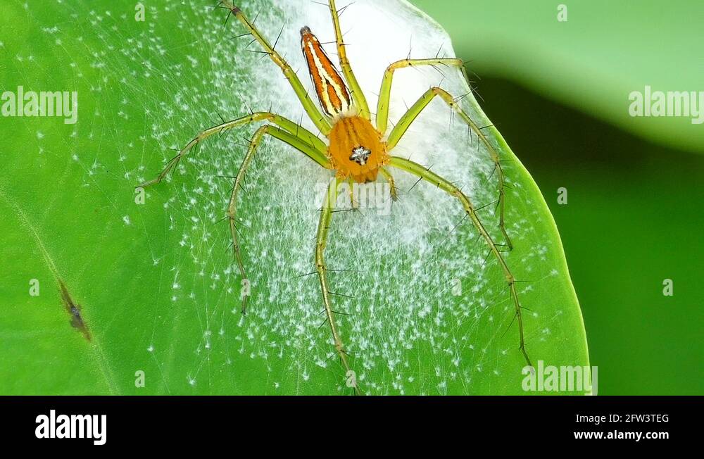 Spider on the leaf Stock Videos & Footage - HD and 4K Video Clips - Alamy