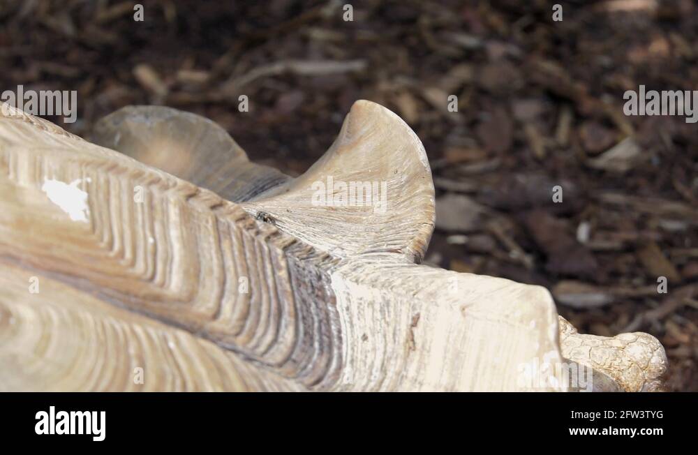 Details shell Stock Videos & Footage - HD and 4K Video Clips - Alamy