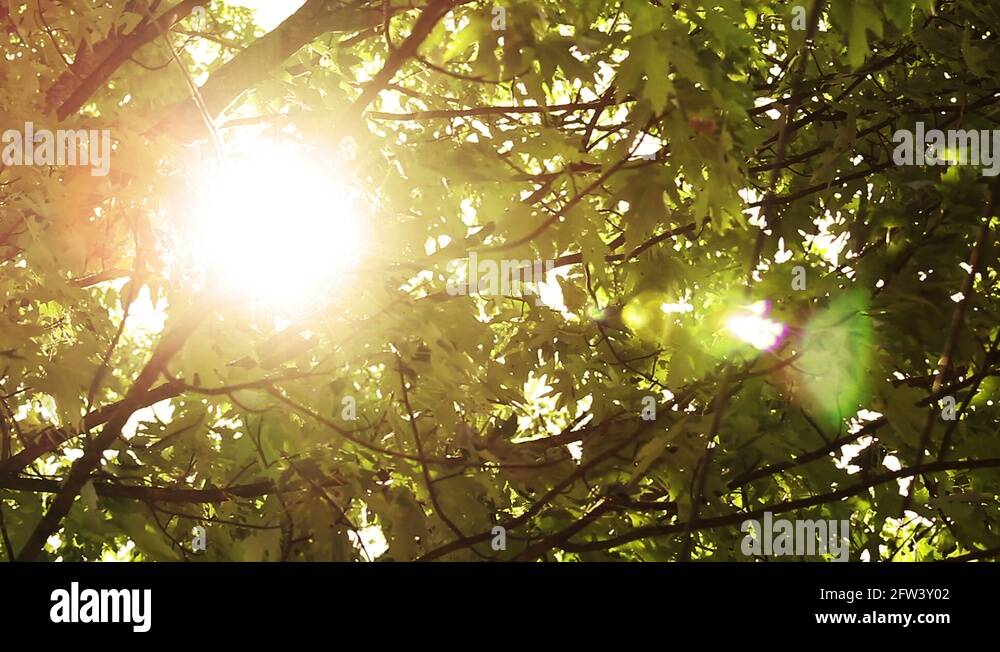 Amber tree Stock Videos & Footage - HD and 4K Video Clips - Alamy