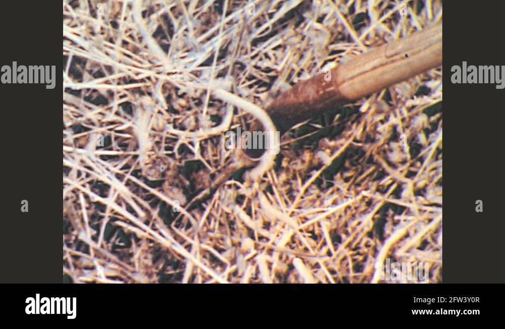 Hay stick Stock Videos & Footage - HD and 4K Video Clips - Alamy