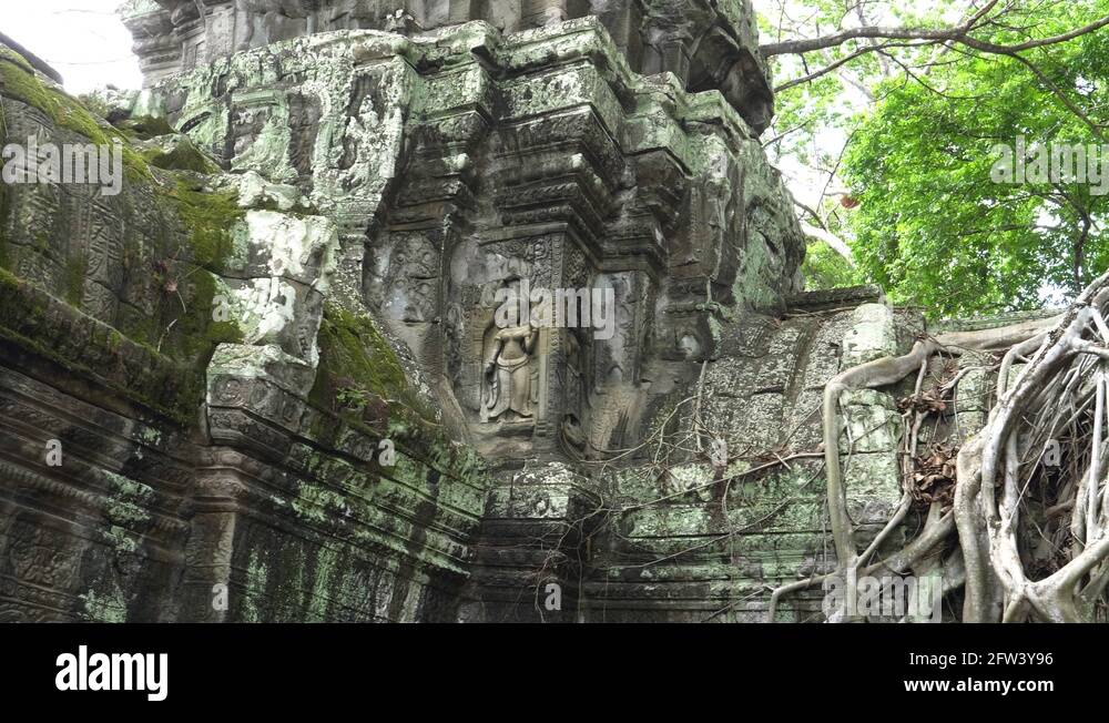 Strangler fig tree building Stock Videos & Footage - HD and 4K Video ...