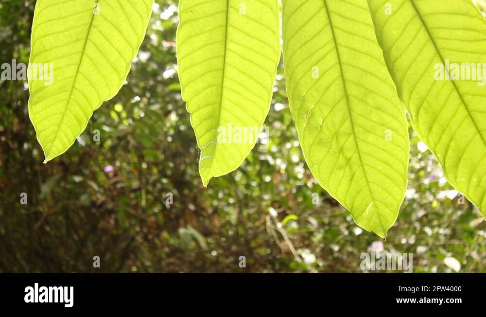 Backlit tree canopy Stock Videos & Footage - HD and 4K Video Clips - Alamy