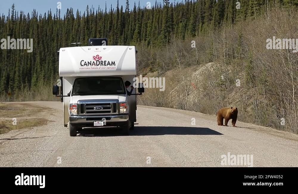 Black Bear walking on Dempster Highway next to Campervan Stock Video ...