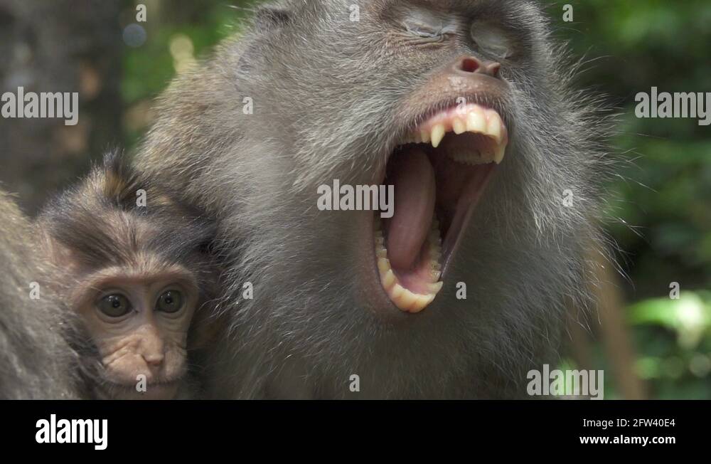 Monkey angry teeth Stock Videos & Footage - HD and 4K Video Clips - Alamy