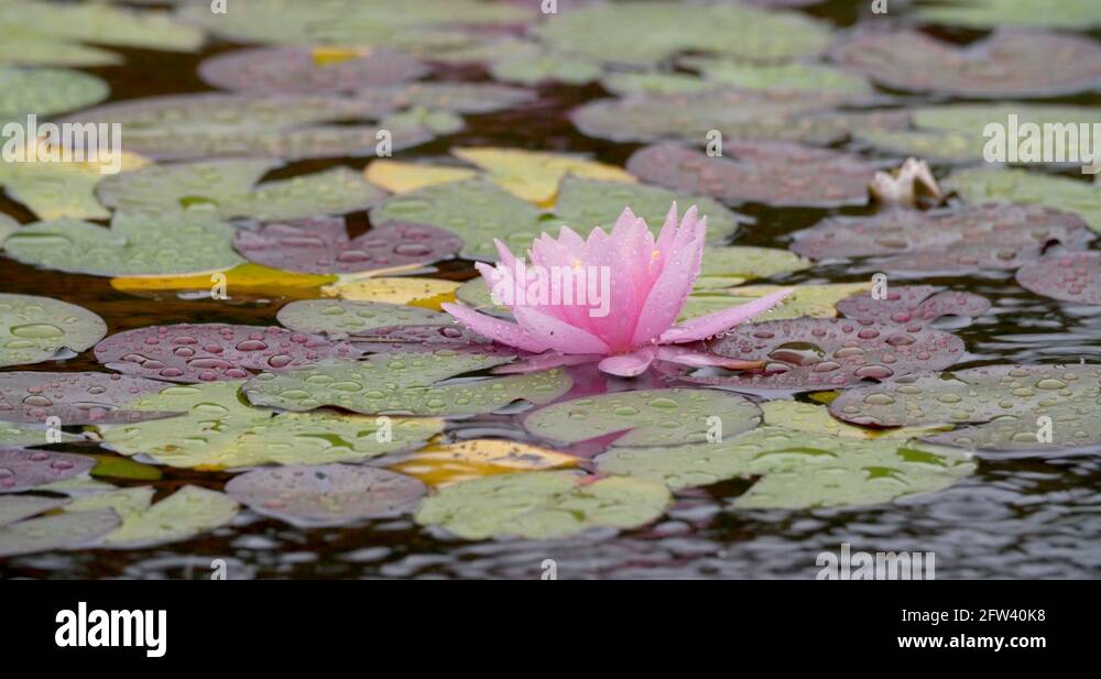 Rain drops falling blooming on waterlily, waterplant and water, 4K ...