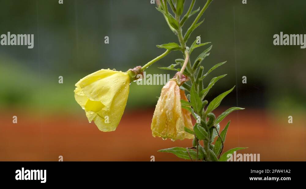 Evening primrose flowers Stock Videos & Footage - HD and 4K Video Clips ...