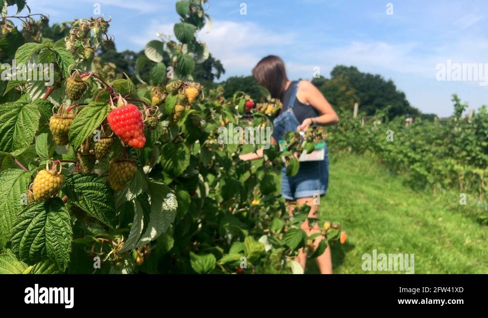 Pick your own farm Stock Videos & Footage - HD and 4K Video Clips - Alamy