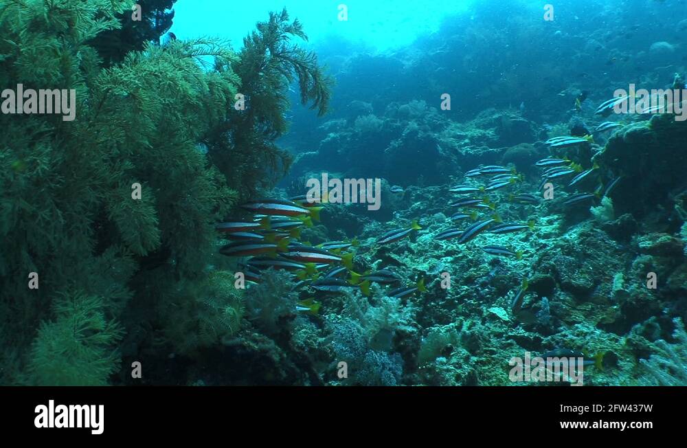 Swarm of fish Stock Videos & Footage - HD and 4K Video Clips - Alamy