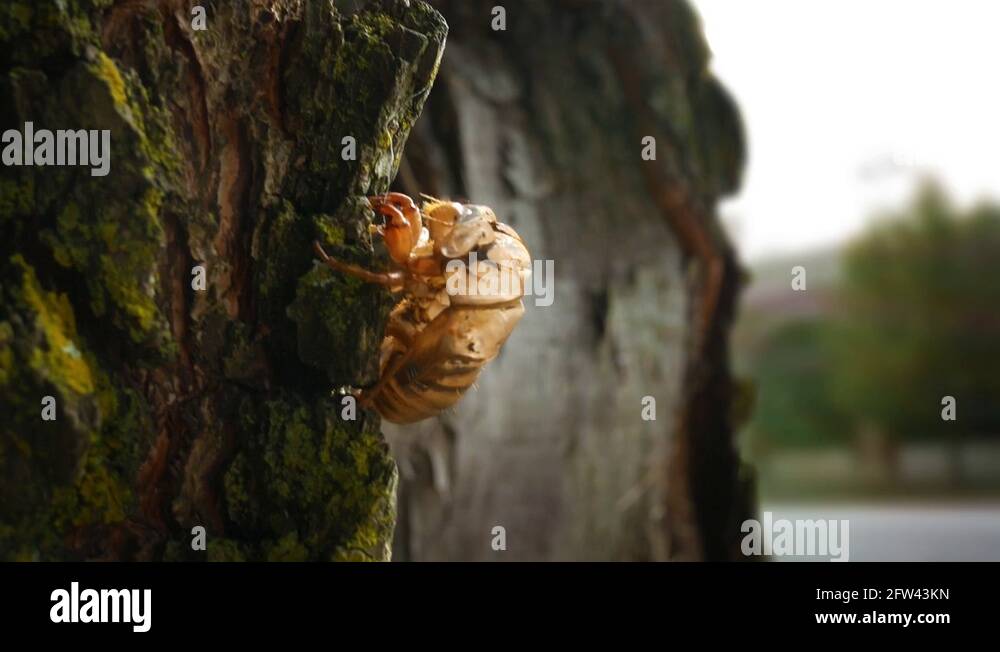 Cicada exuvia Stock Videos & Footage - HD and 4K Video Clips - Alamy