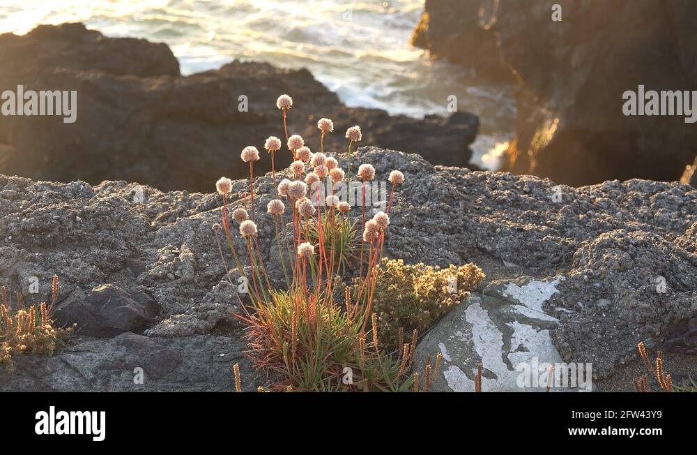 Coastal botany Stock Videos & Footage - HD and 4K Video Clips - Alamy