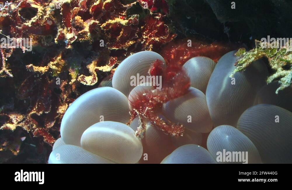 Living in bubble Stock Videos & Footage - HD and 4K Video Clips - Alamy
