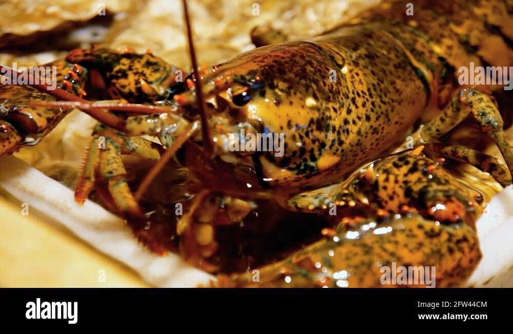 Lobster face Stock Videos & Footage - HD and 4K Video Clips - Alamy