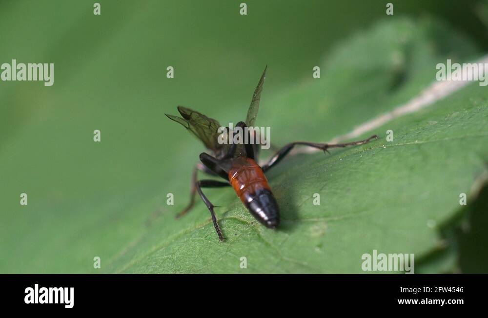 Insect macro 4k: Ammophila sabulosa red-banded sand wasp of hunting ...