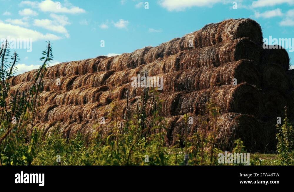 Haystacks on farming field agricultural farm. Bales hay stacks Stock ...
