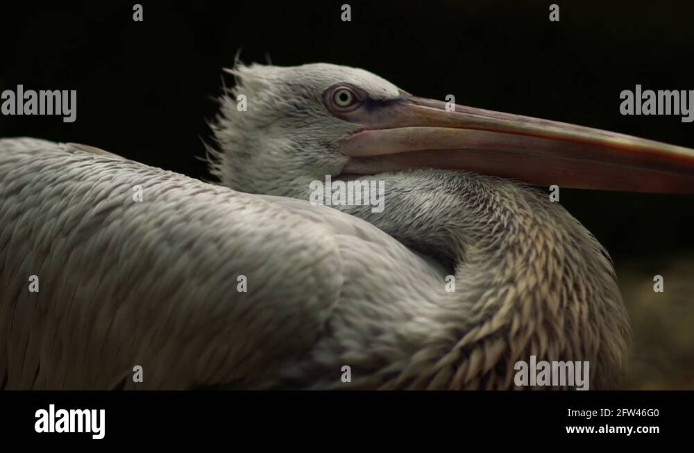 Spotted pelican Stock Videos & Footage - HD and 4K Video Clips - Alamy