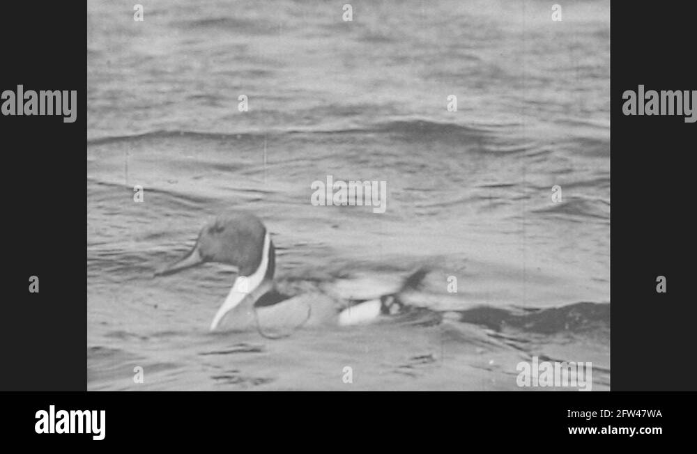 Bob avian Stock Videos & Footage - HD and 4K Video Clips - Alamy