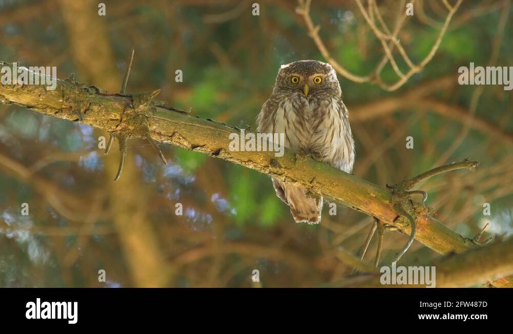 Glaucidium Stock Videos & Footage - HD and 4K Video Clips - Alamy