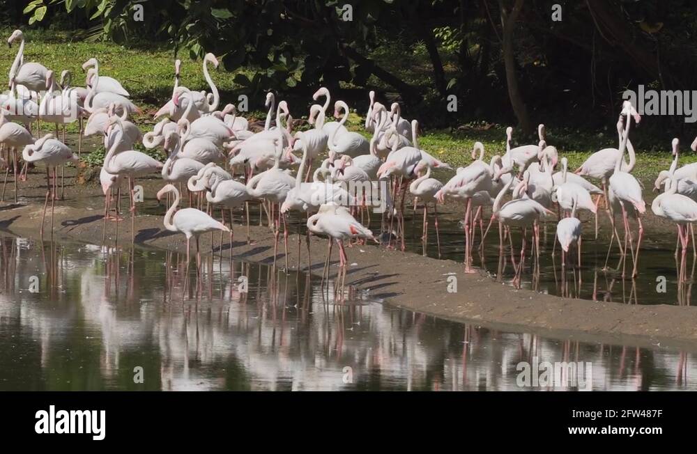 Flamboyance of flamingos Stock Videos & Footage - HD and 4K Video Clips ...