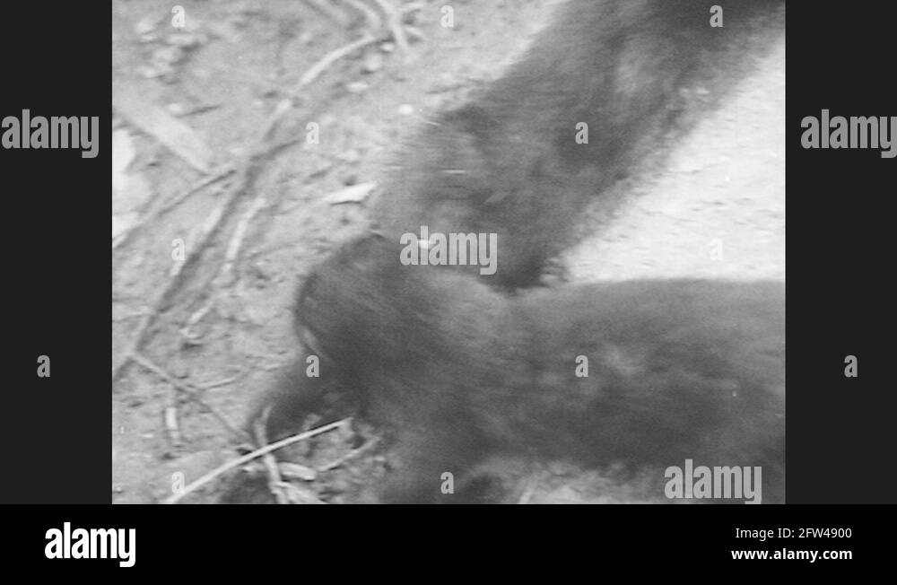 1940s: Baby mink bites tail of another mink. Minks fight over fish ...