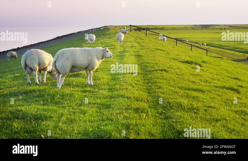 Two young ram organic farming sheep maintain strength Dutch sea dike ...